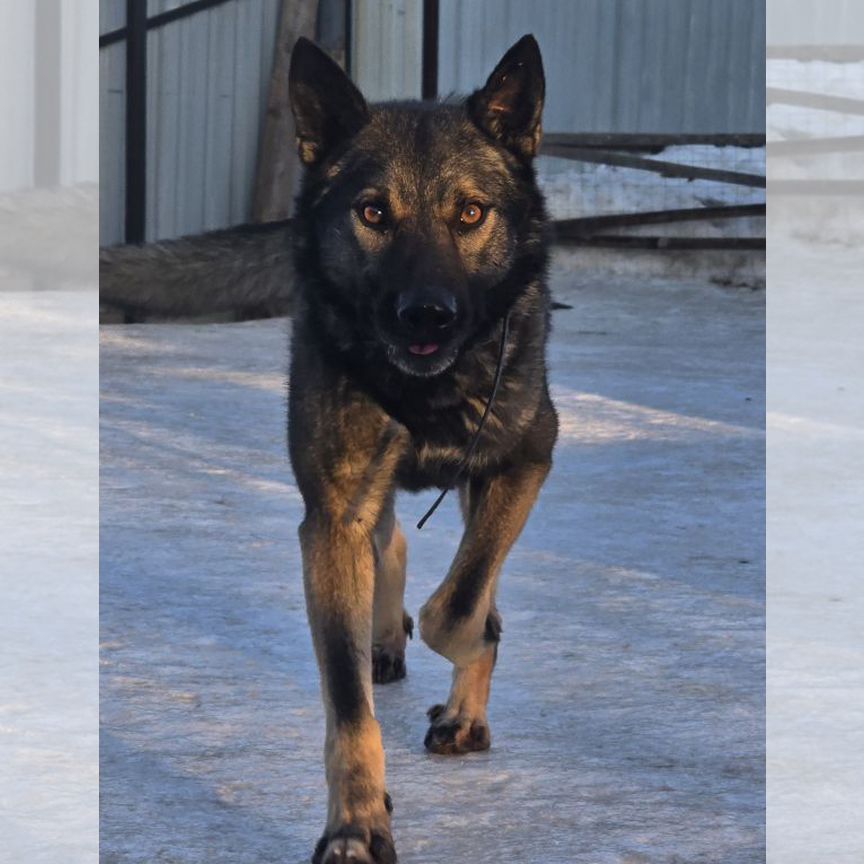 Немецкая овчарка, взрослый пёс