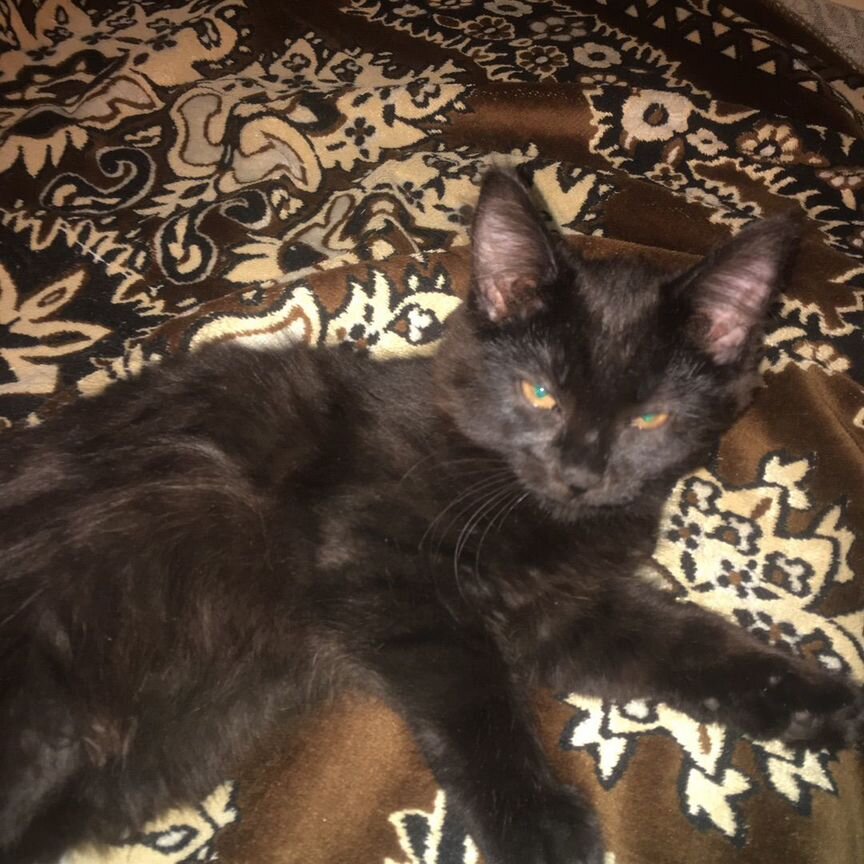 Черный котенок в добрые руки