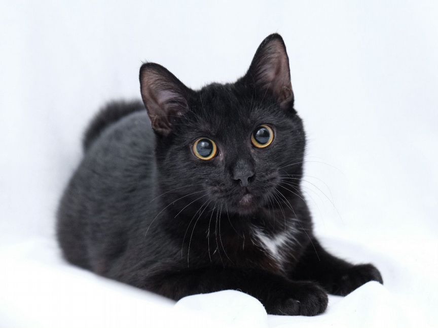 Котенка выкинули хозяева