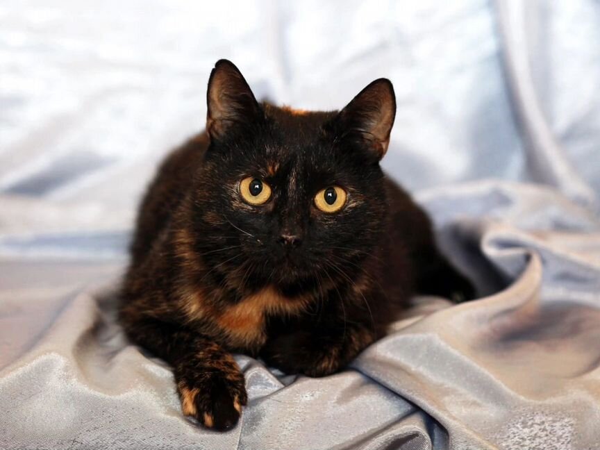 Кошка в добрые руки