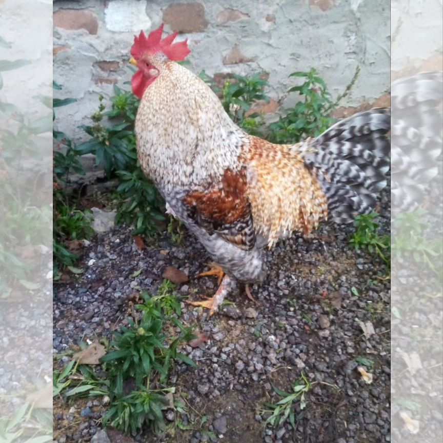 Куры и петухи домашние