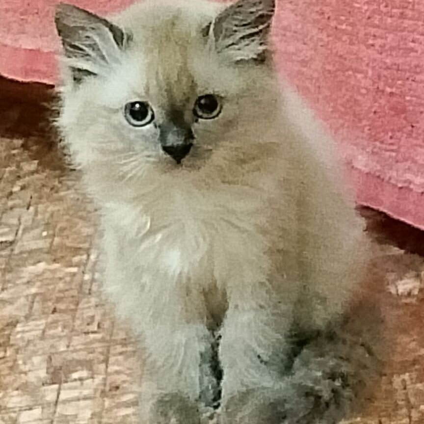 Кошечка