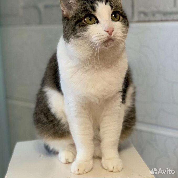 Даша в семью