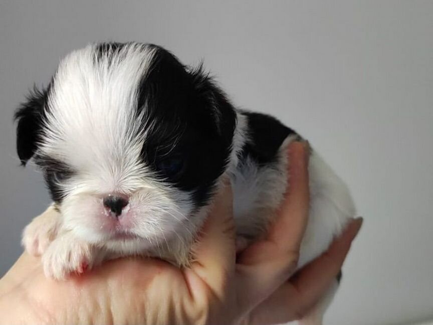 Японский хин