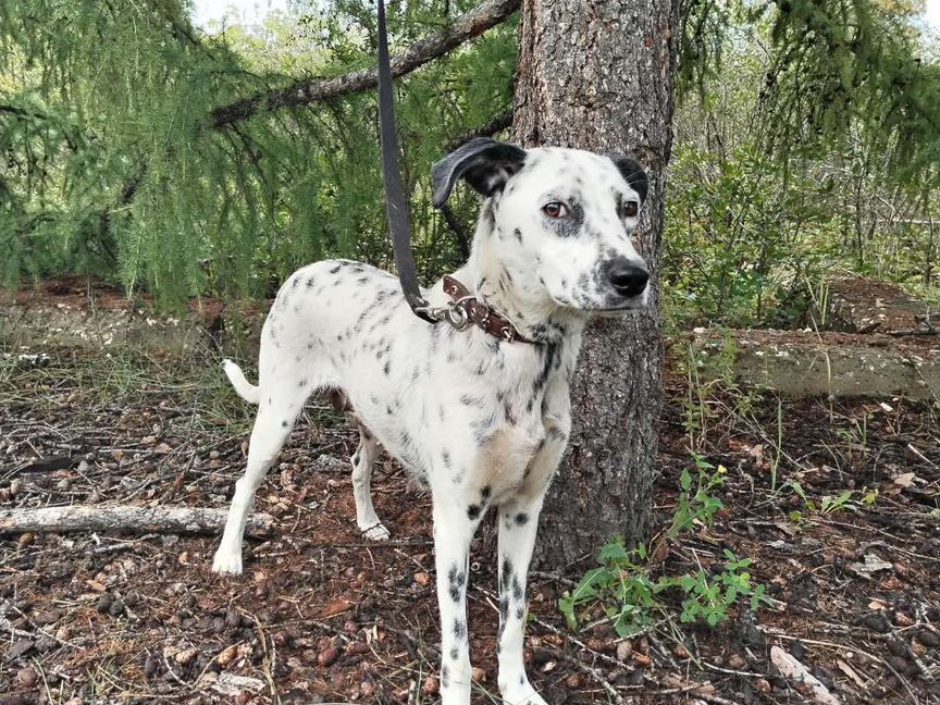 Далматин в добрые руки