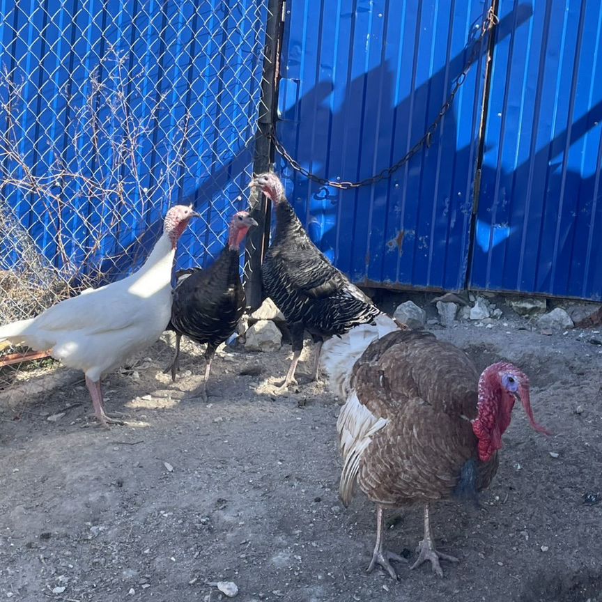 Семья индюков