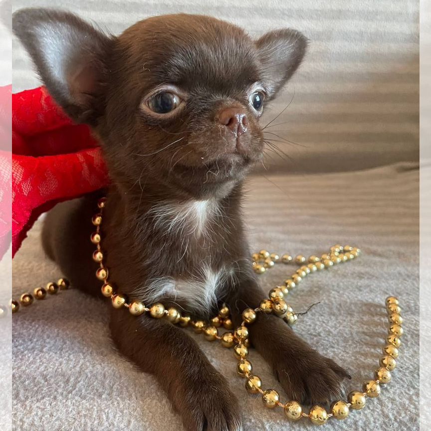 Чихуахуа, щенок