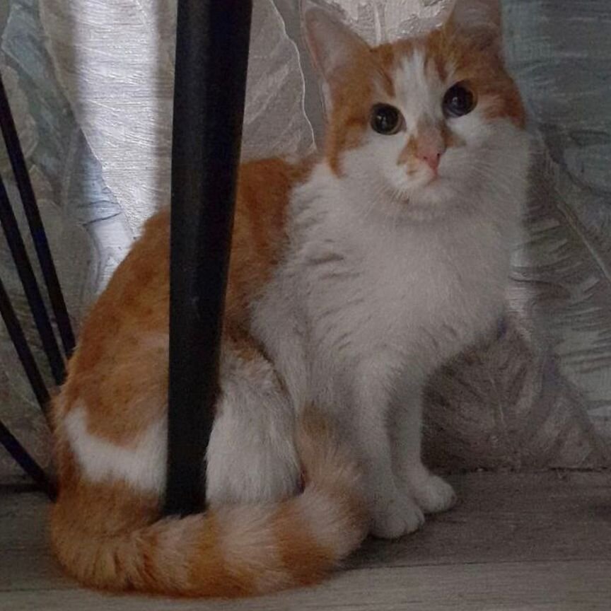 Взрослая, кошка в добрые руки