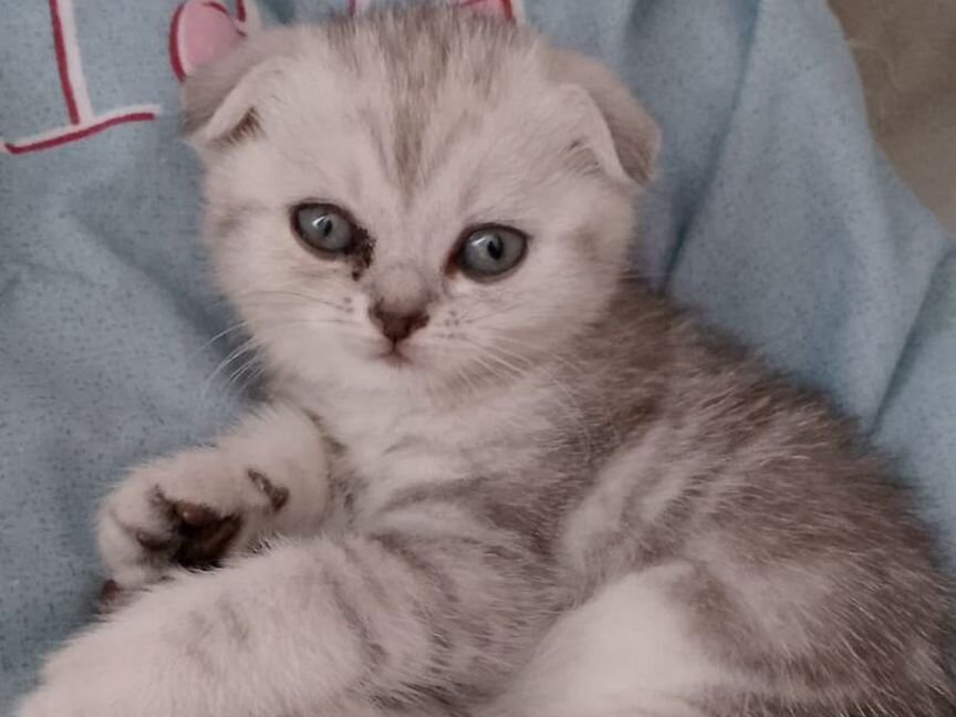 Шатланские вислоухие котята