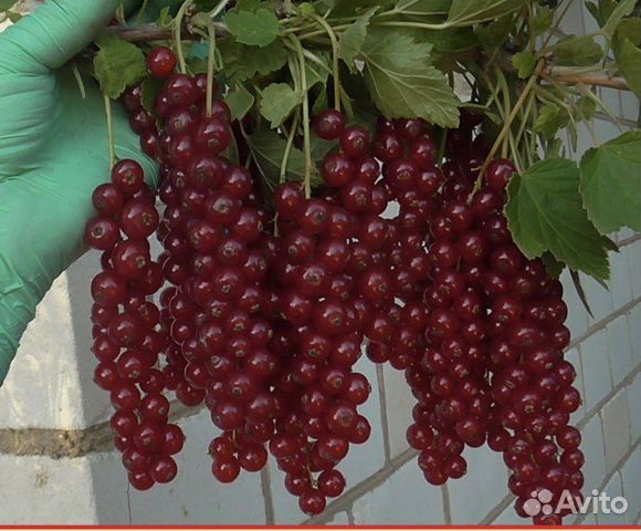 Красная смородина Ровада купить в Москве | Товары для дома и дачи | Авито