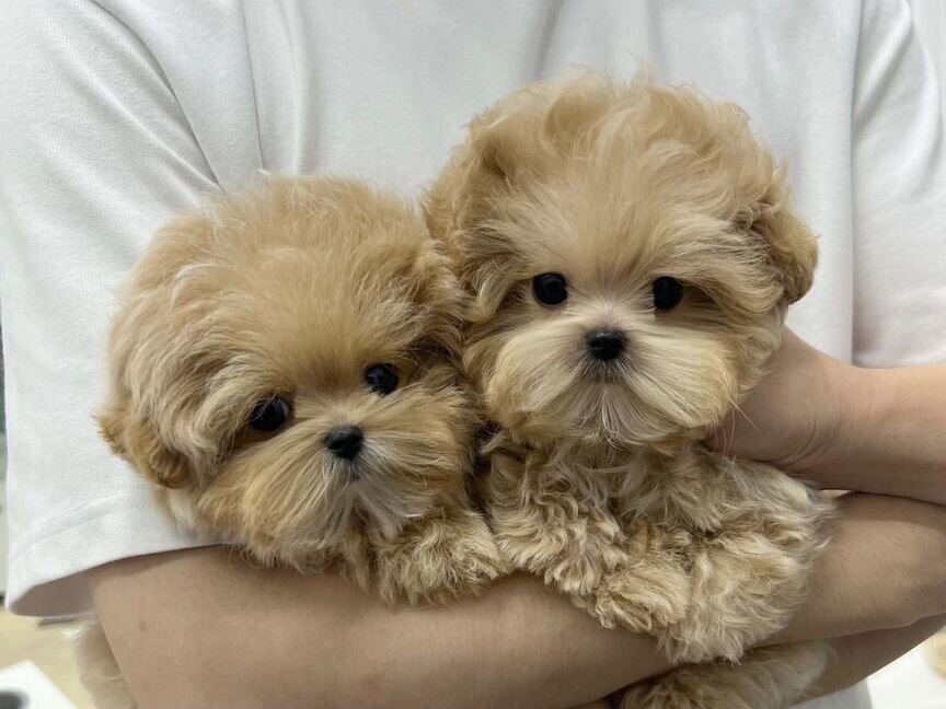 Мальтипу micro из Кореи