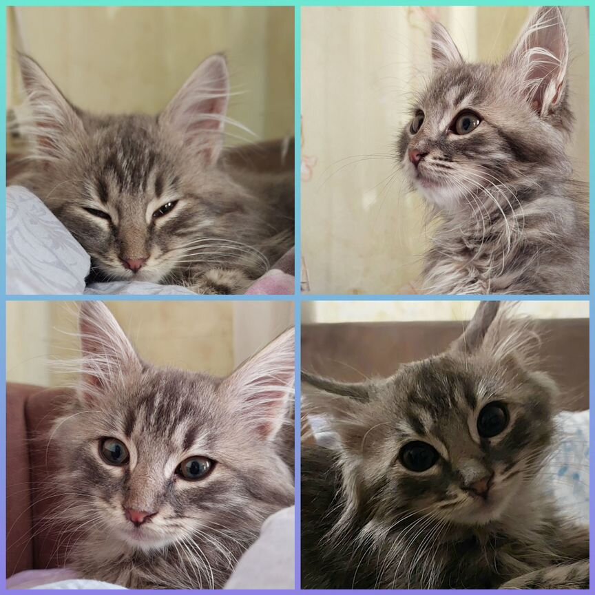 Ищу дом для чудесного котёнка