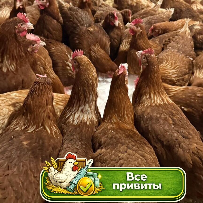 Куры несушки с доставкой