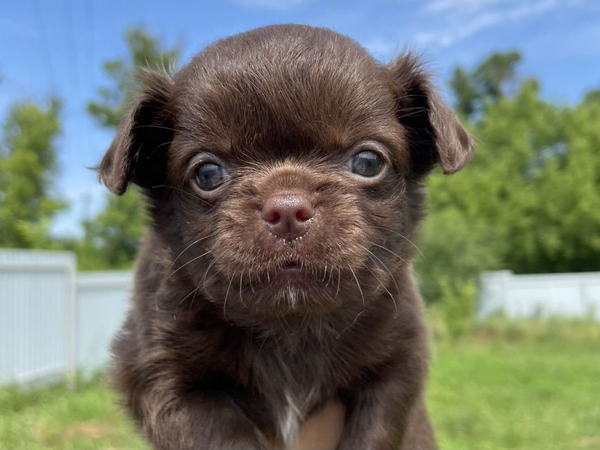 Шоколадная длинношерстная чихуахуа