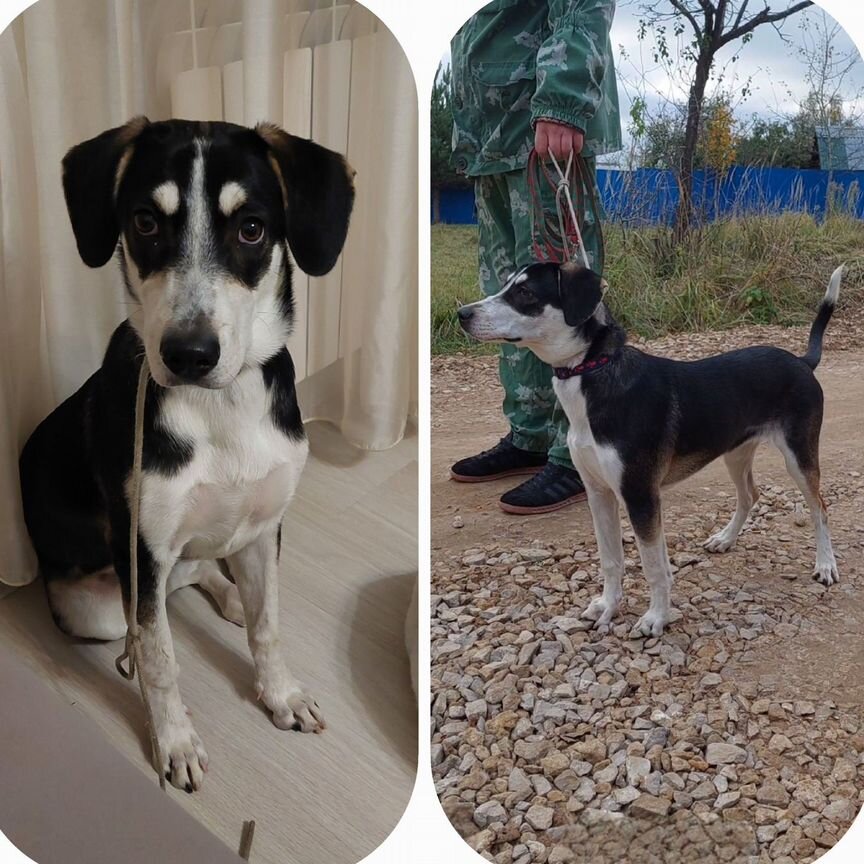 Собака щенок в самые добрые руки