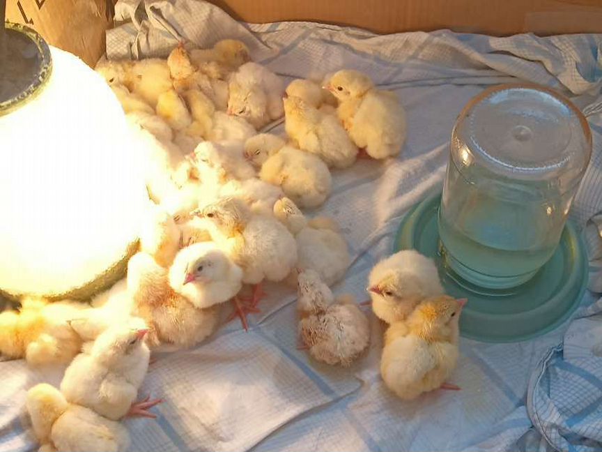 Цыплята бройлеры суточные кооб 700