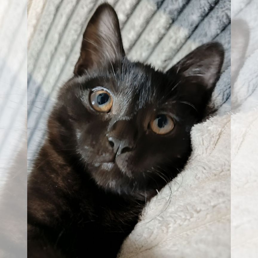 Кошка