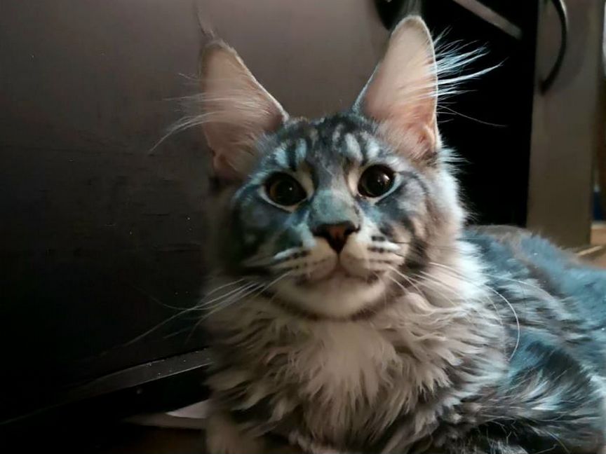 Мейн-кун котёнок 5 мес