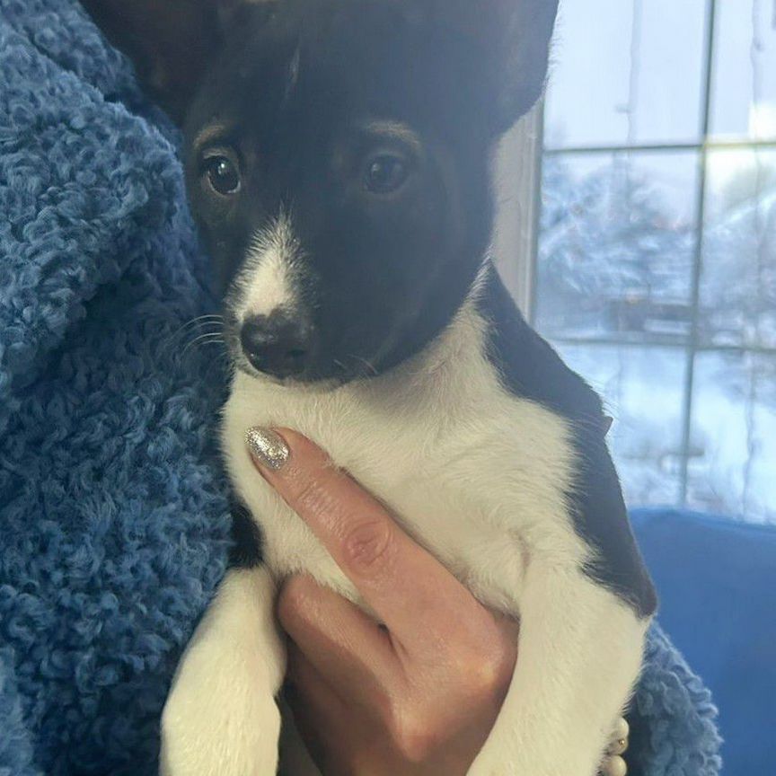 Щенок басенджи в любимцы