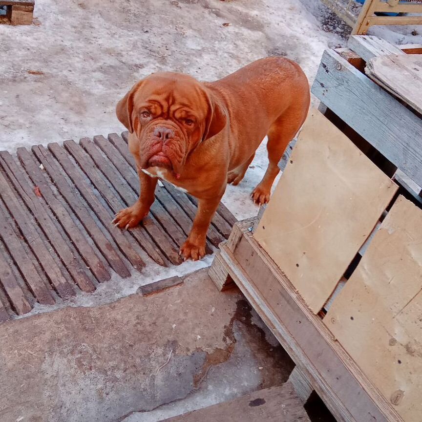 Отдам бордоского дога