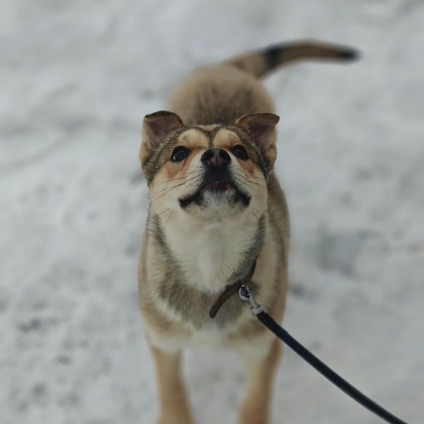 Щенок в добрые руки