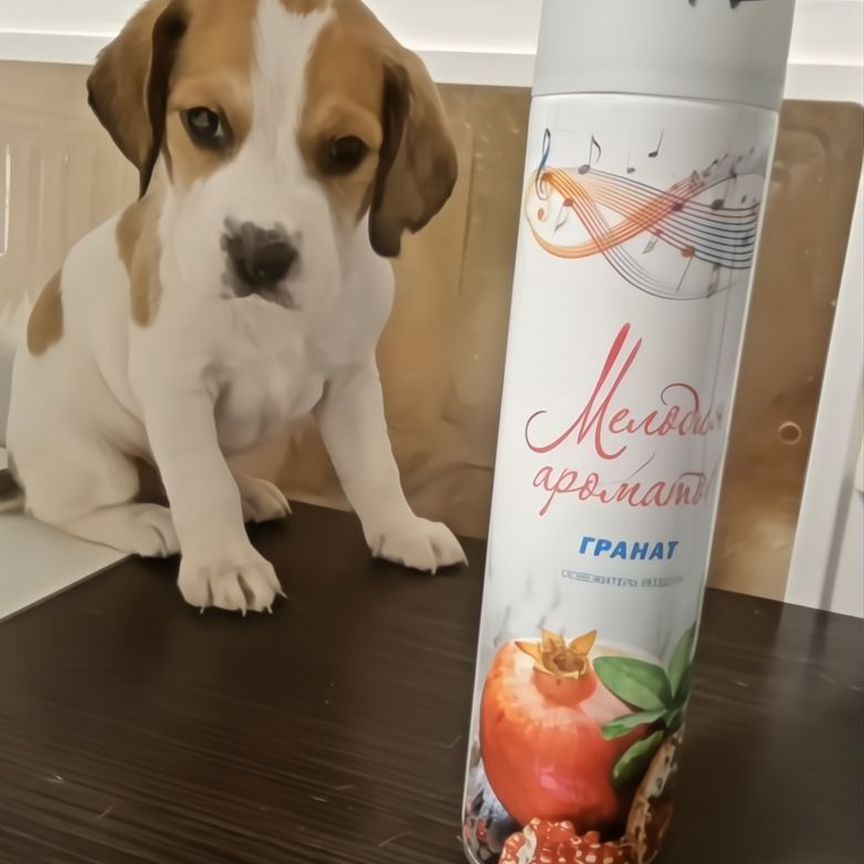 Бигль, щенок