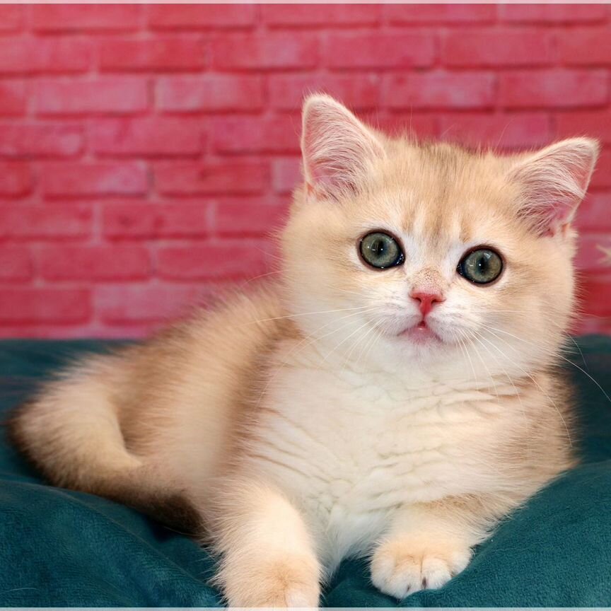 Британский короткошёрстный котёнок