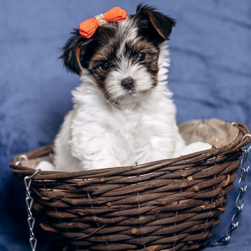 Бивер-йоркширский терьер, щенок