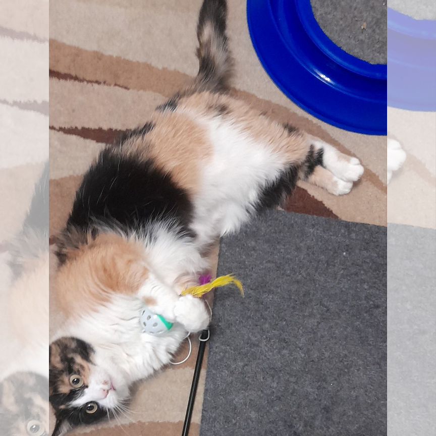 Очаровашка в добрые руки