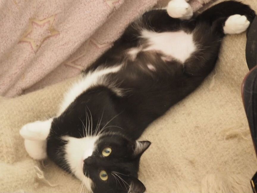 Кошка Масяня из приюта