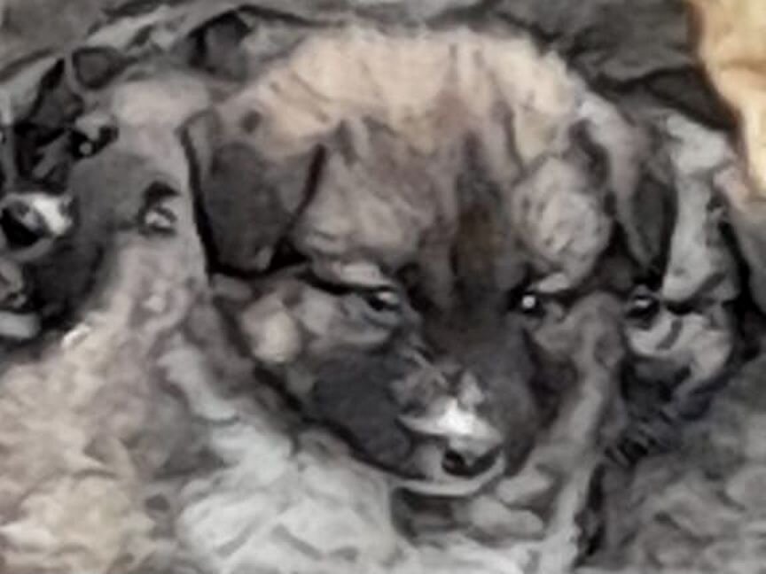 Щенки б/п, 1,5 месяца