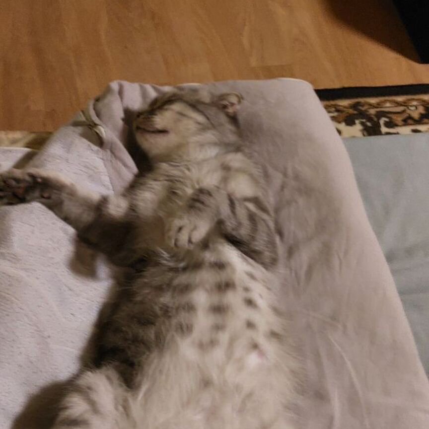Шотландская вислоухая кошка