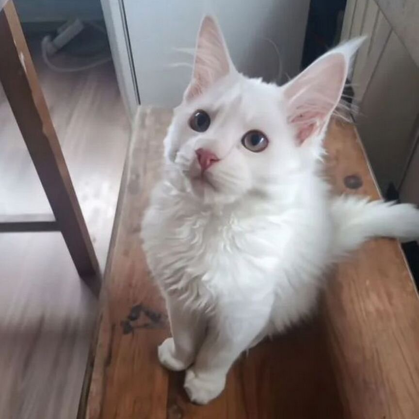 Мейн-кун котёнок