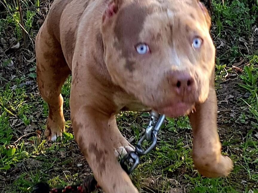 Американский булли мерле стандарт