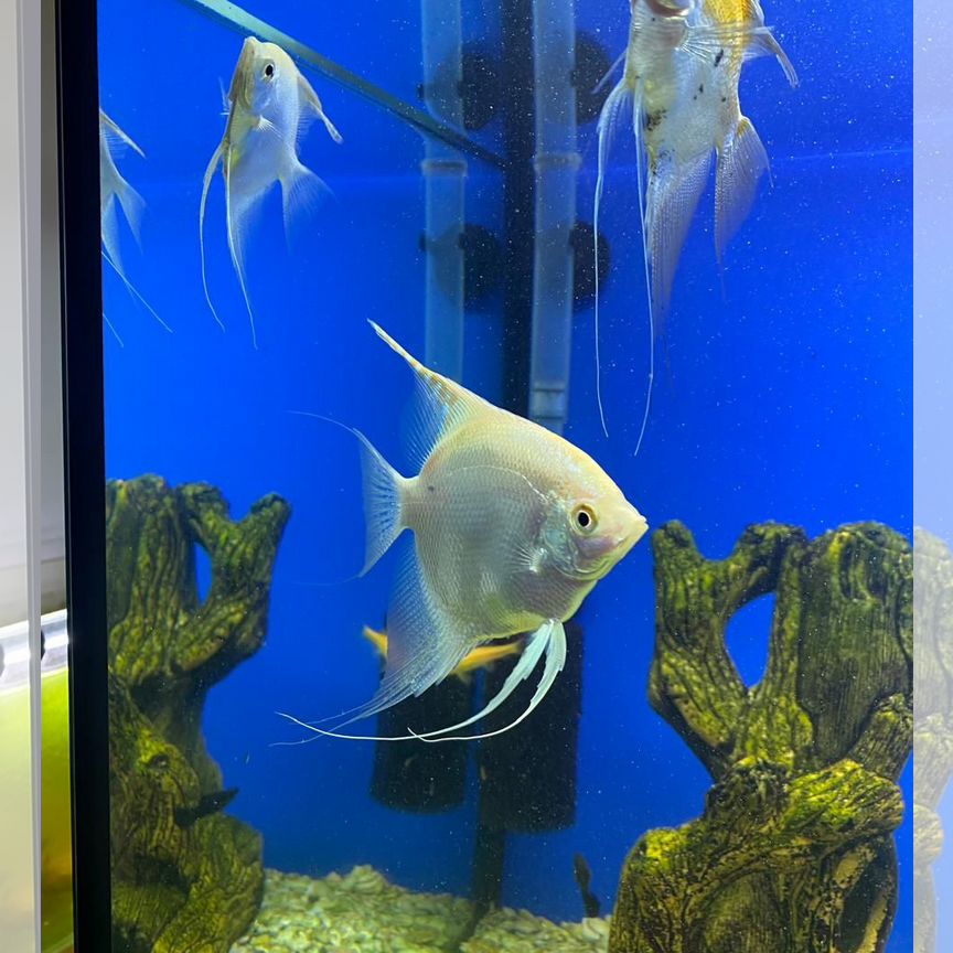 Продам или обменяю трех скалярий