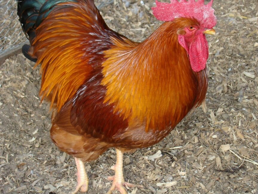 Петухи разных пород