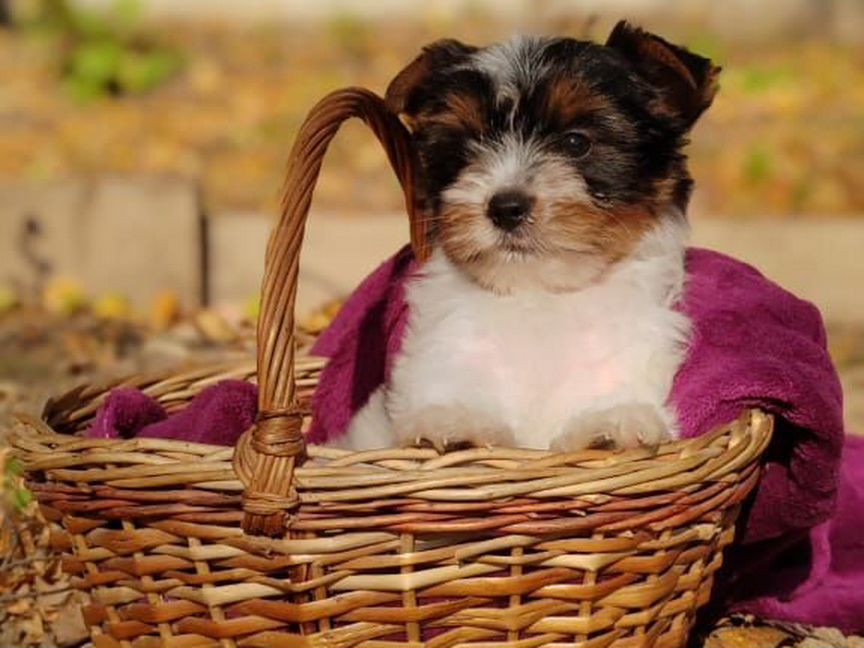 Бивер мальчик РКФ