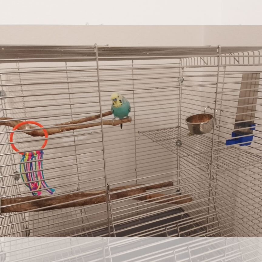 Волнистый попугай ищет дом