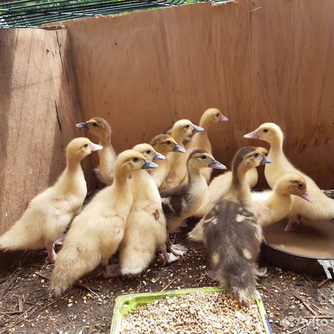 Утята мускусной утки