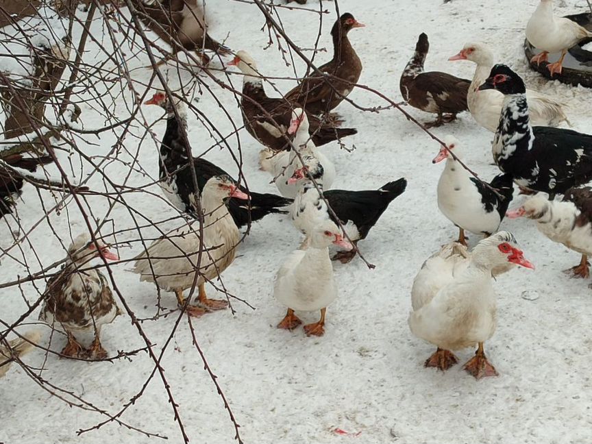 Индоутки на развод