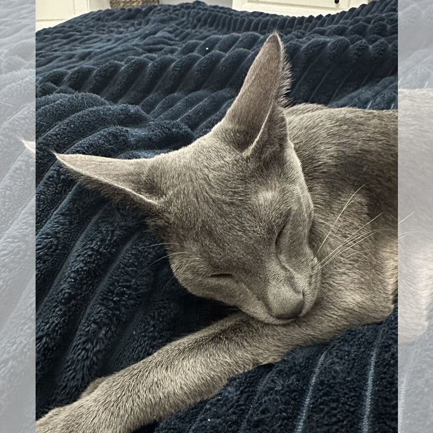 Вязка ориентальной кошки