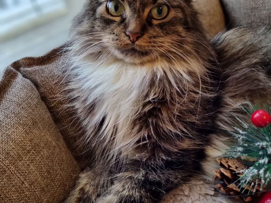 Сибирская кошка Любаша