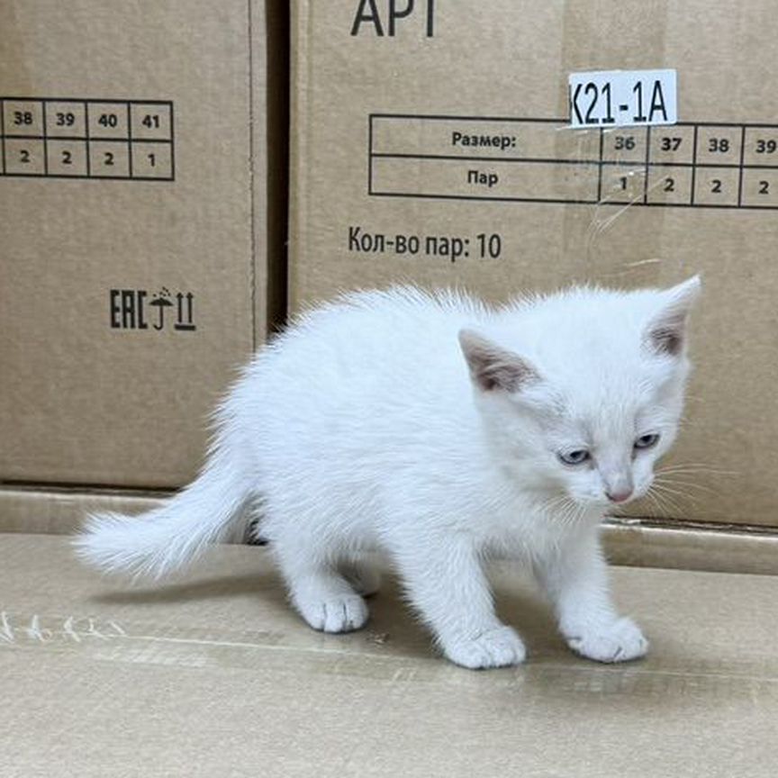 Котята