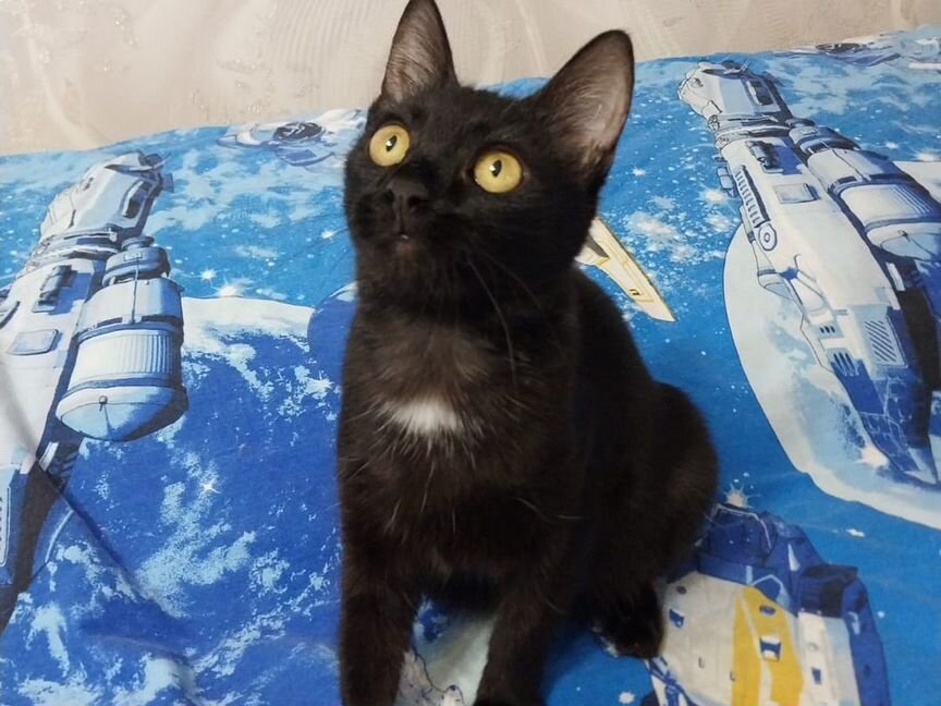 Стильная девочка-пантерочка