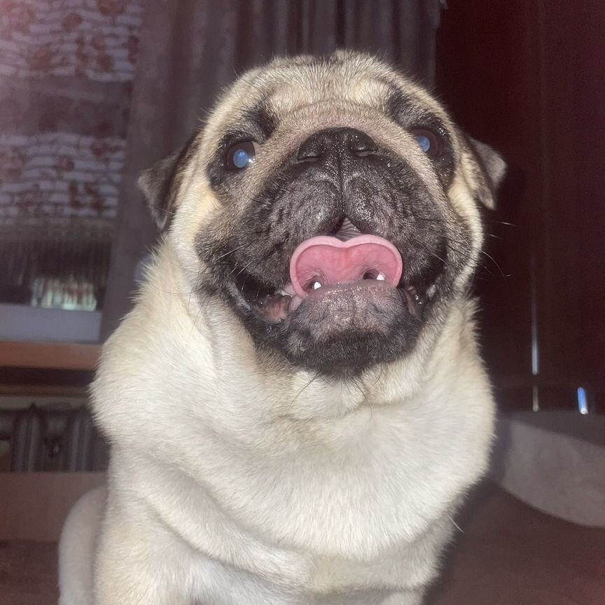 Продам мопса, кабель