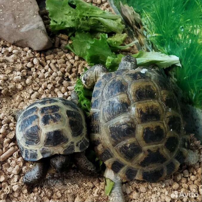 Две черепахи сухопутные с террариумом