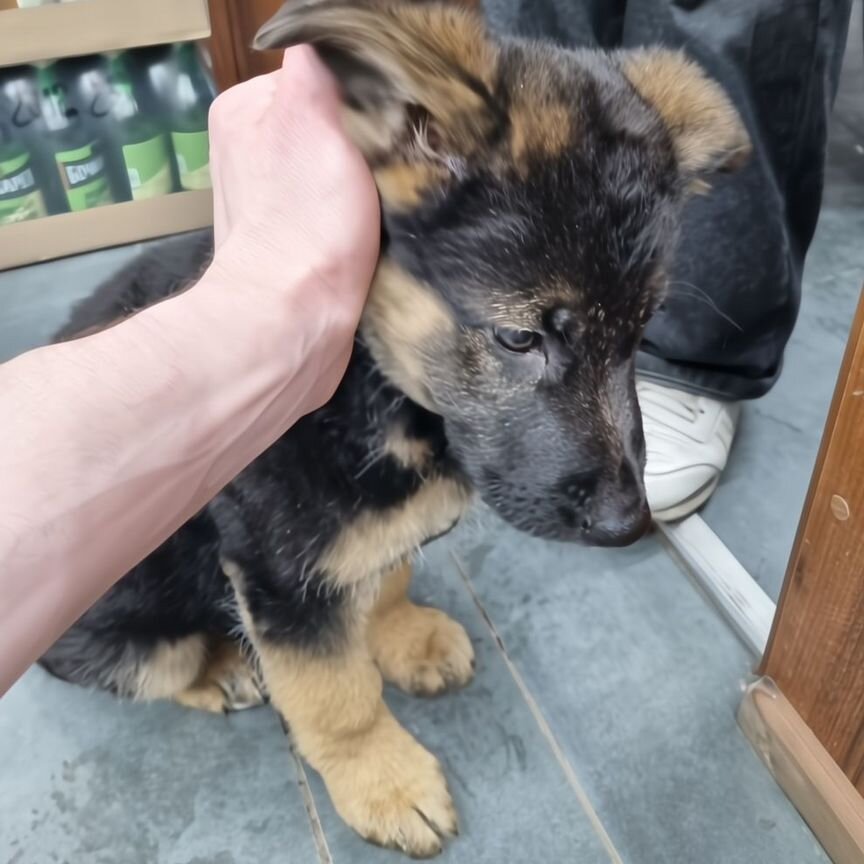 Немецкая овчарка, щенок