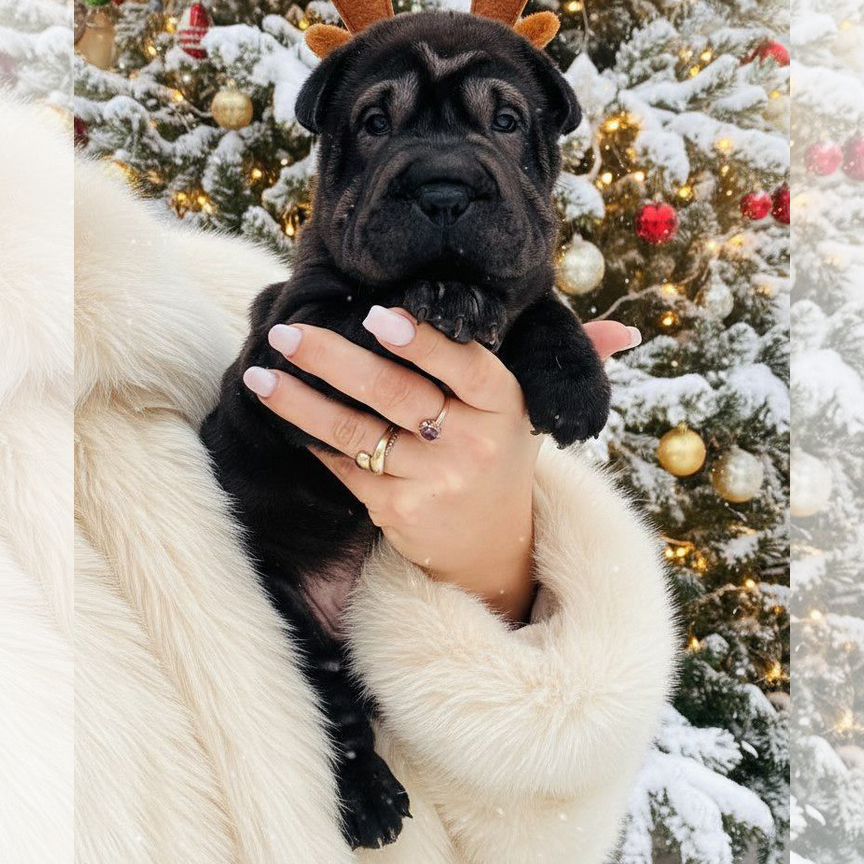 Шарпей, щенок