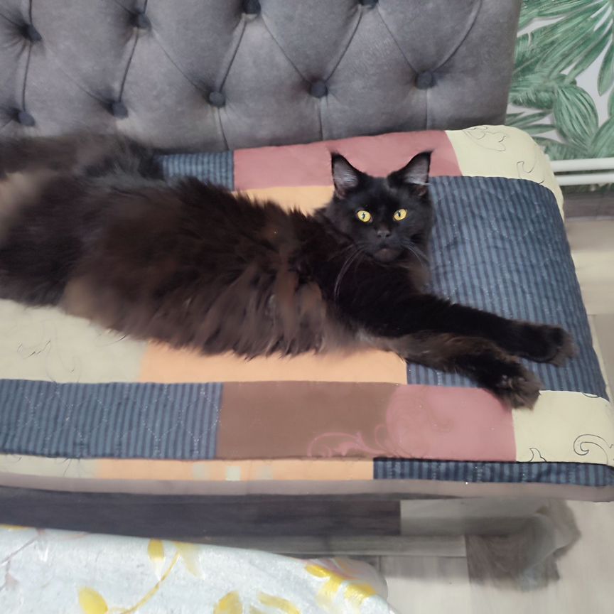 Котёнок мейн-кун