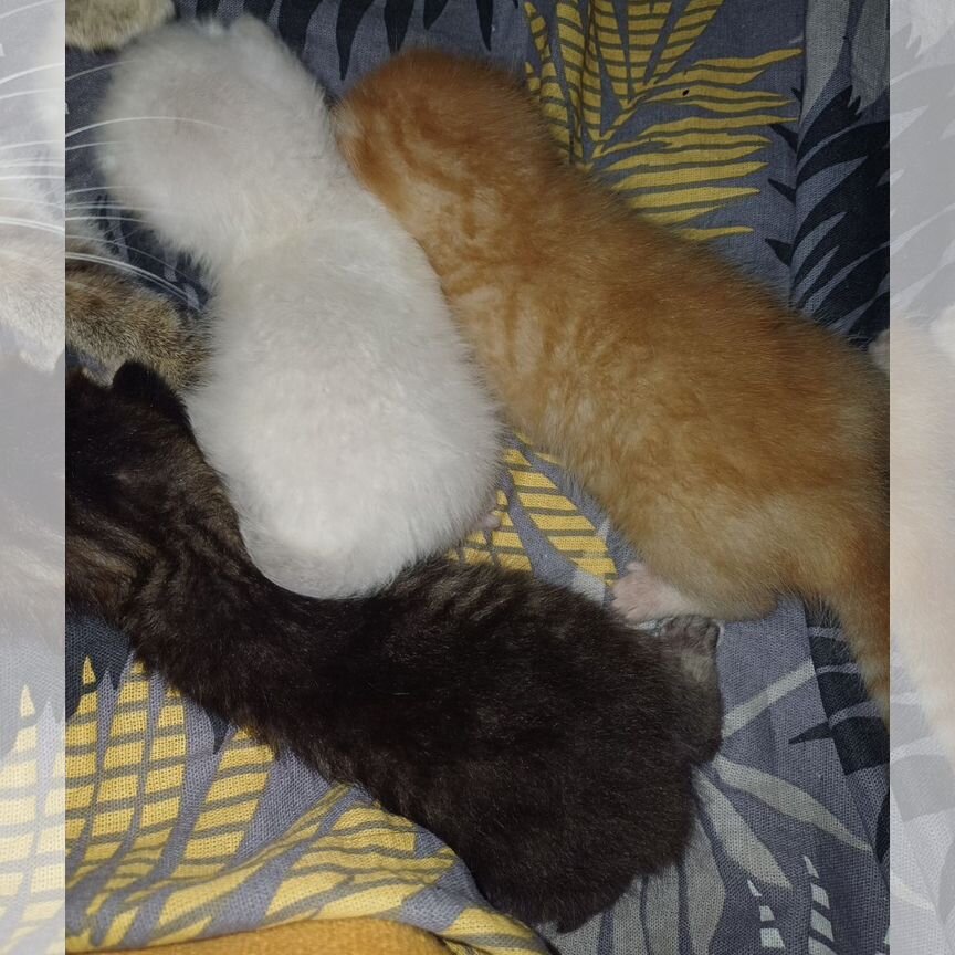 Котята помесь курильский бобтейл и сибирская
